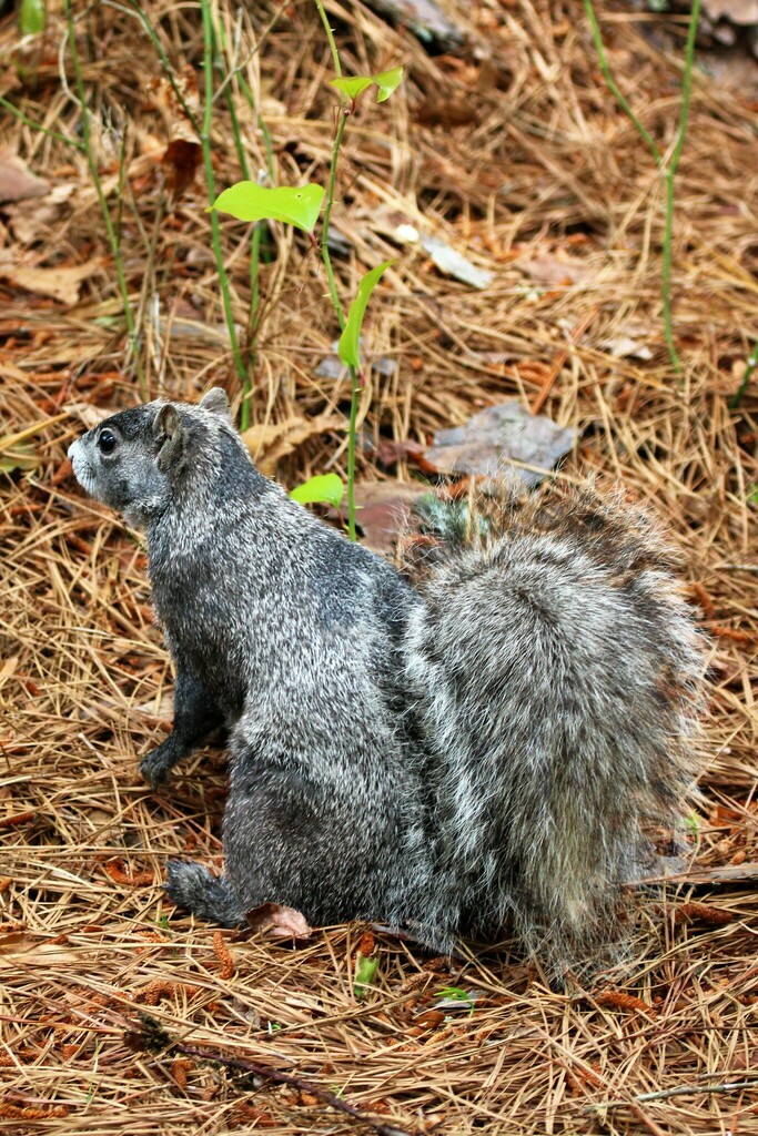 Delmarva Fox Squirrel from Accomack County, VA, USA on May 15, 2023 at ...