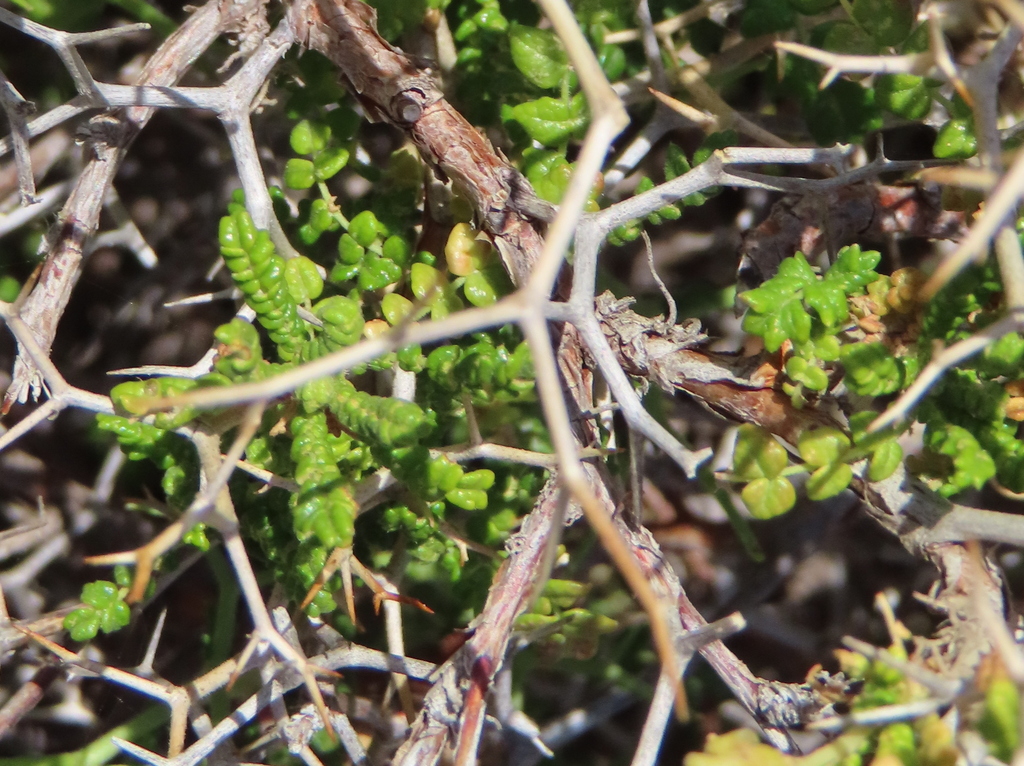 Spiny Burnet from Crete, Greece on May 19, 2023 at 10:50 AM by Andy ...