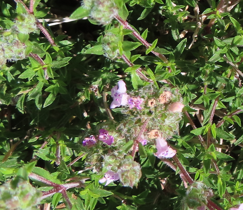 Thyme-leaved Savory from Crete, Greece on May 19, 2023 at 10:04 AM by ...
