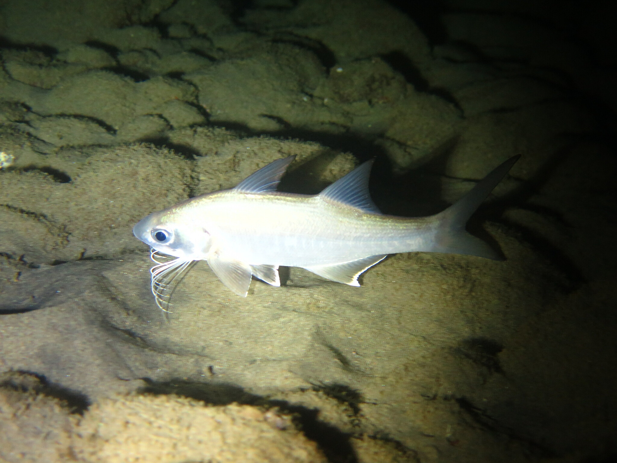 Polydactylus virginicus (Linnaeus, 1758)