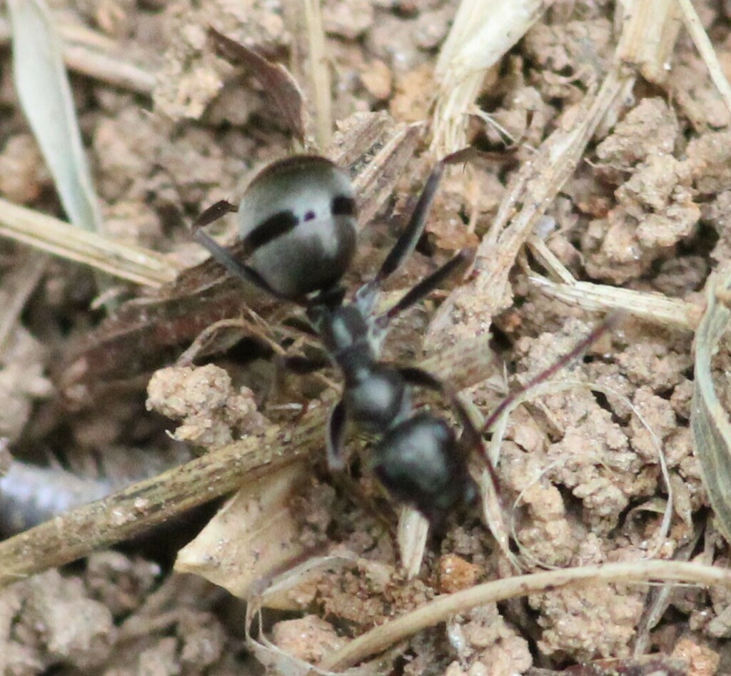 Silky Field Ant from Baltimore County, MD, USA on May 16, 2023 at 05:23 ...