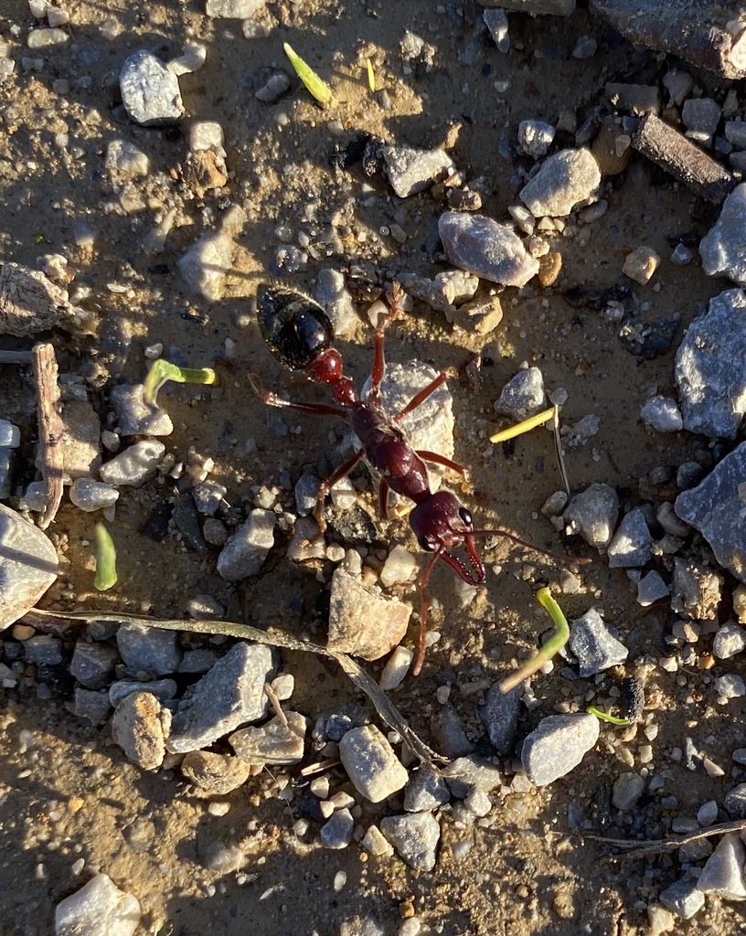 Inchman Ant from Warburton Rail Trl, Woori Yallock, VIC, AU on May 11 ...