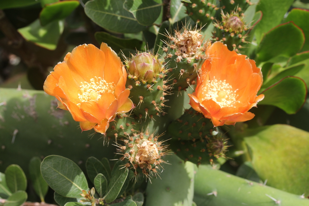 Indian fig opuntia from Overberg District Municipality, South Africa on ...
