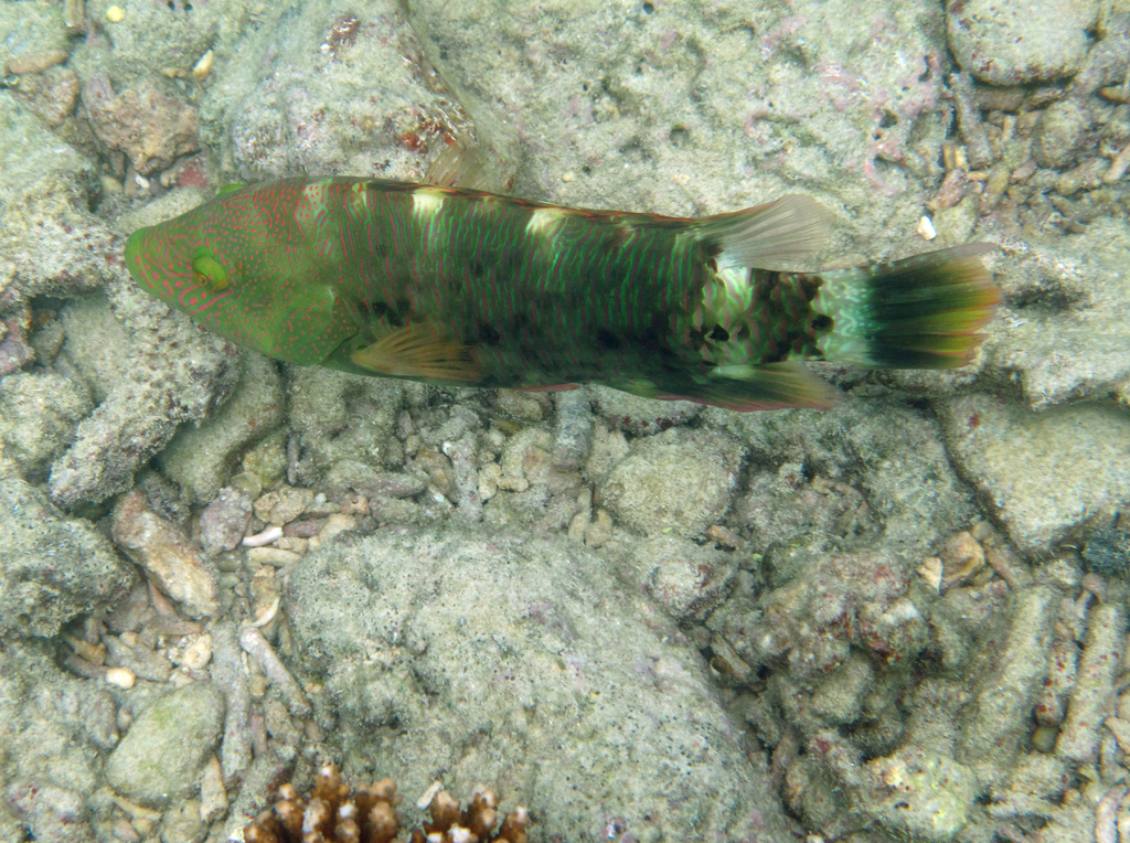 Tripletail Maori Wrasse from Christmas Island on April 29, 2023 at 02: ...