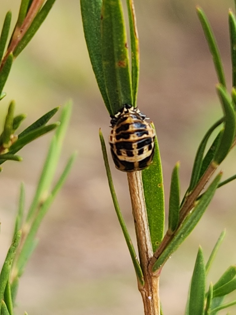 Large Spotted Ladybird from Lynbrook VIC 3975, Australia on May 08 ...