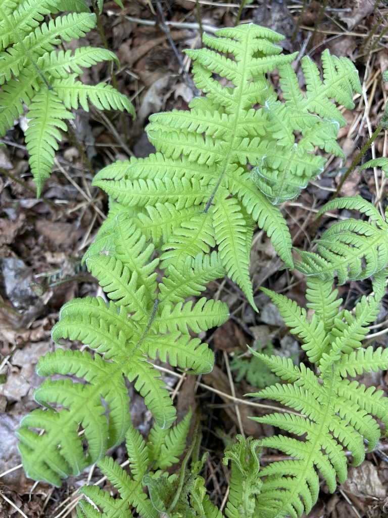long beech fern from Appalachian, Killington, VT, US on May 19, 2023 at ...