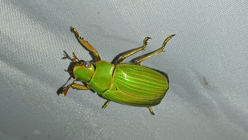 Chrysina alexae · iNaturalist