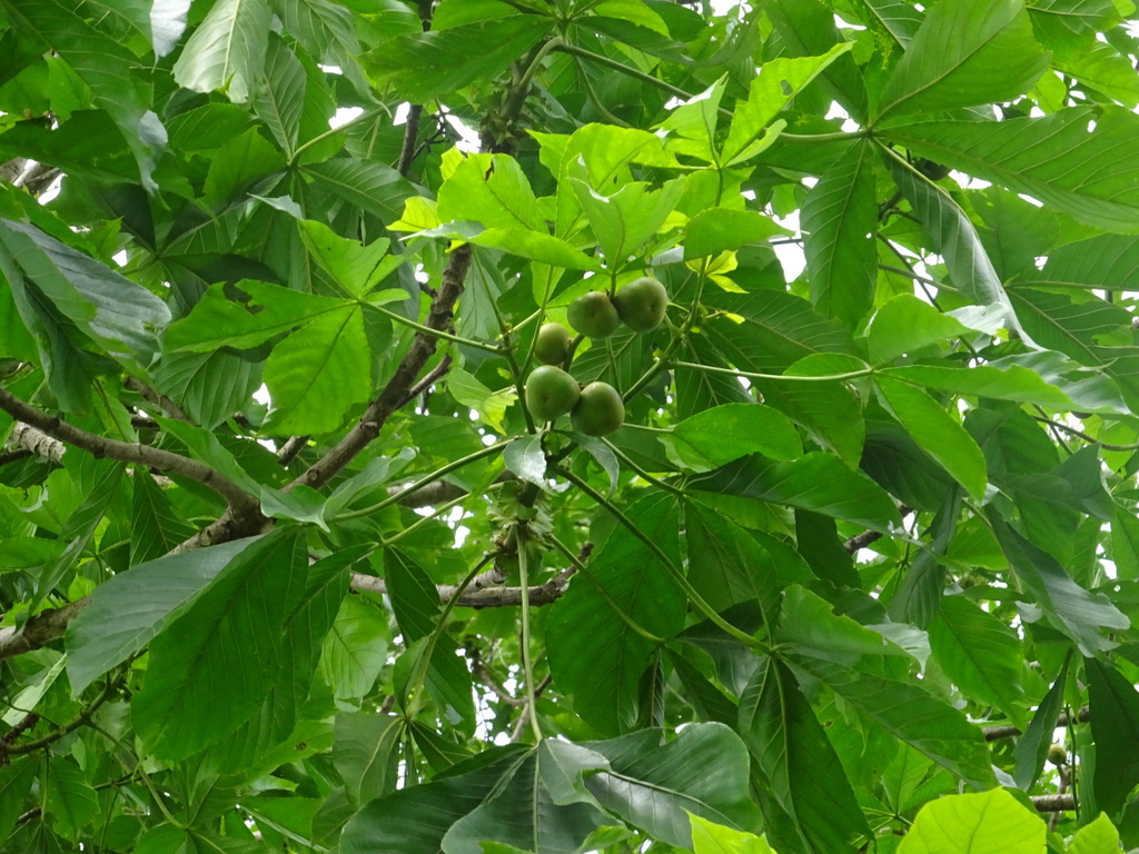 Ricinodendron heudelotii from Tonkpi, Côte d'Ivoire on April 7, 2020 at ...