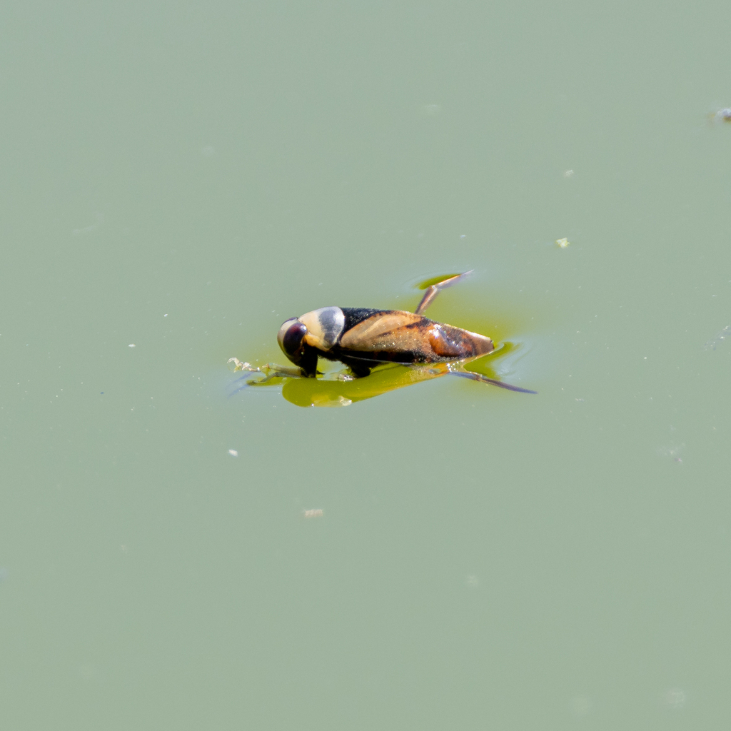 Eurasian Greater Water Boatman from Äng, Troentorp on May 19, 2023 at ...
