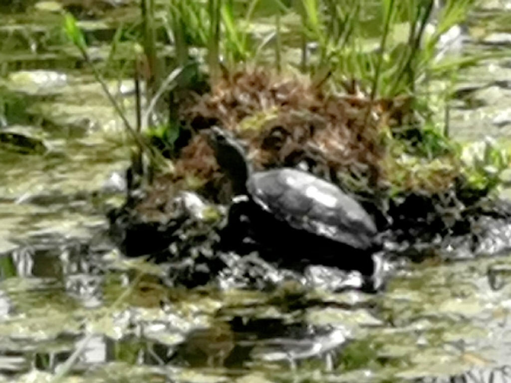 European Pond Turtle in May 2023 by Felix Knorr · iNaturalist