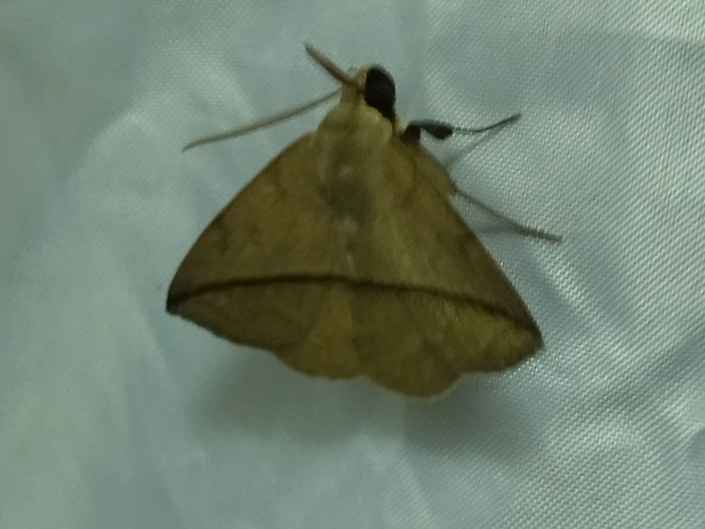 Ugia purpurea from 新界 by hahahamo · iNaturalist