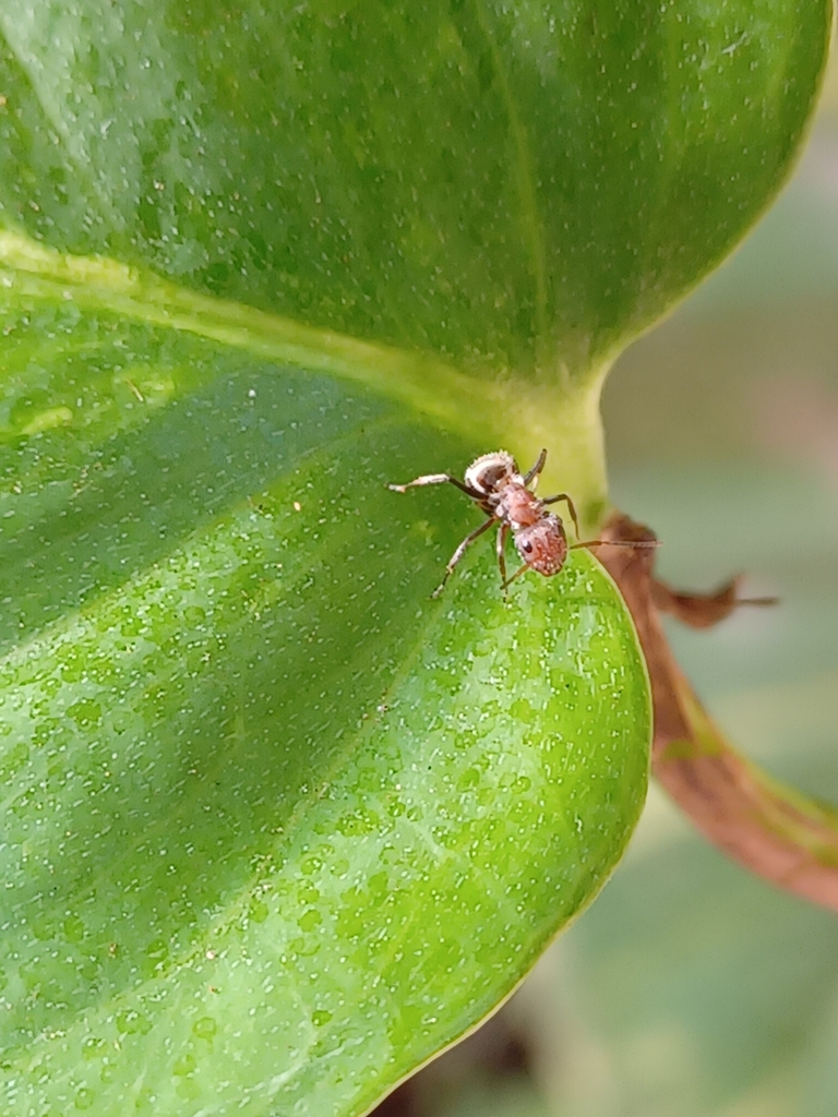 Compact Carpenter Ant from San Antonio, Oxkutzcab, Yuc., Mexico on May ...