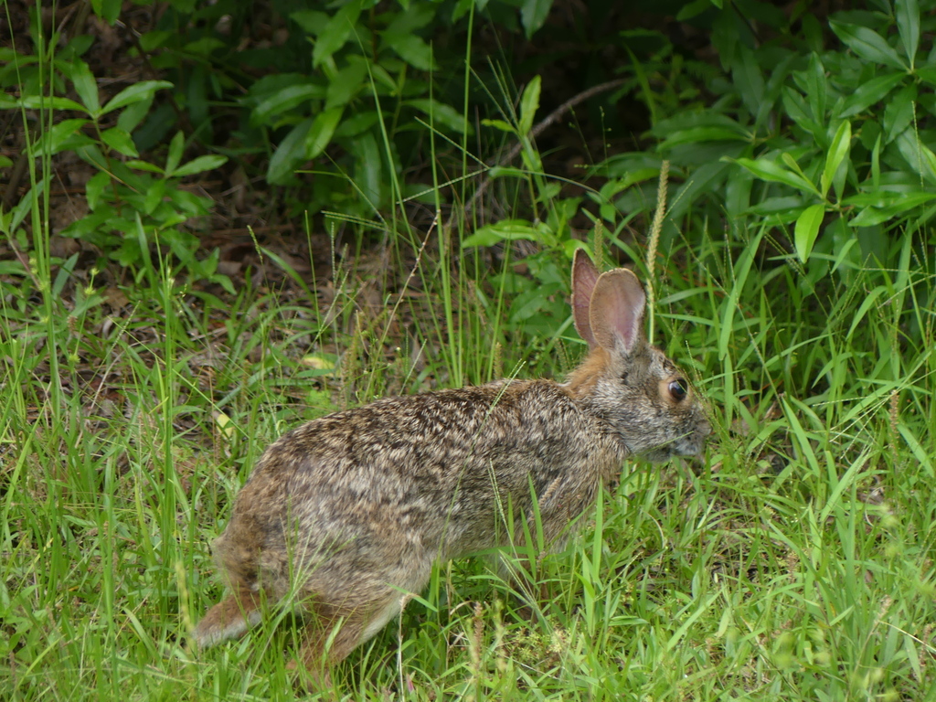 Swamp Rabbit from Hardin County, TX, USA on May 16, 2023 at 05:47 PM by ...