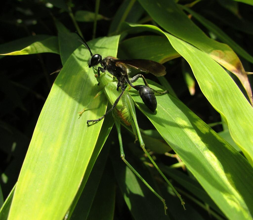 Mexican Grass-carrying Wasp from Provincia di Grosseto, Italia on ...