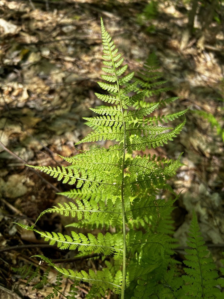 intermediate wood fern from Midlothian, MD, US on May 17, 2023 at 10:30 ...