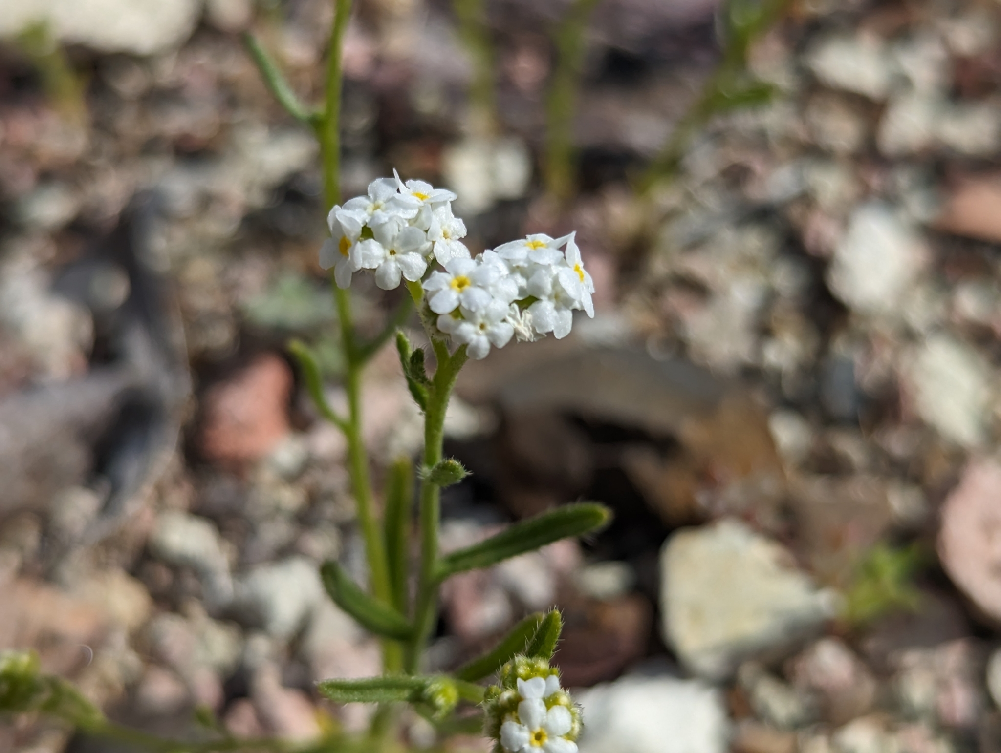 Cryptantha utahensis (A.Gray) Greene