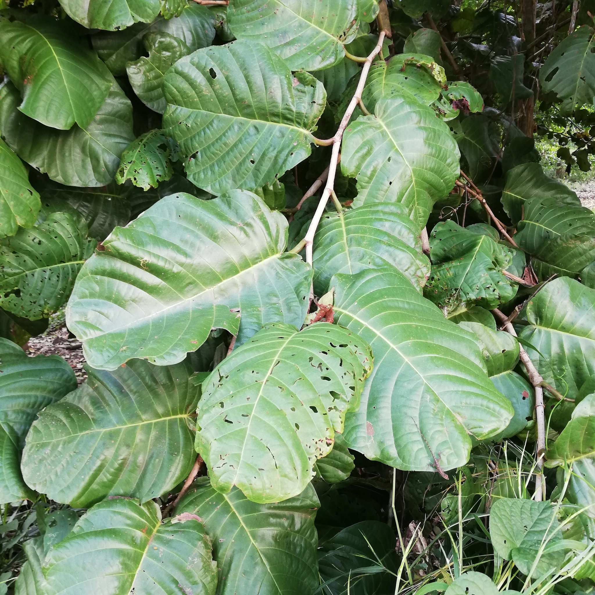 Coccoloba caracasana Meisn.