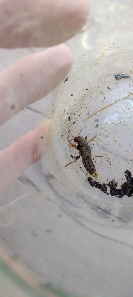 Brown Rove Beetle from Harper's Choice, Columbia, MD 21044, USA on May ...