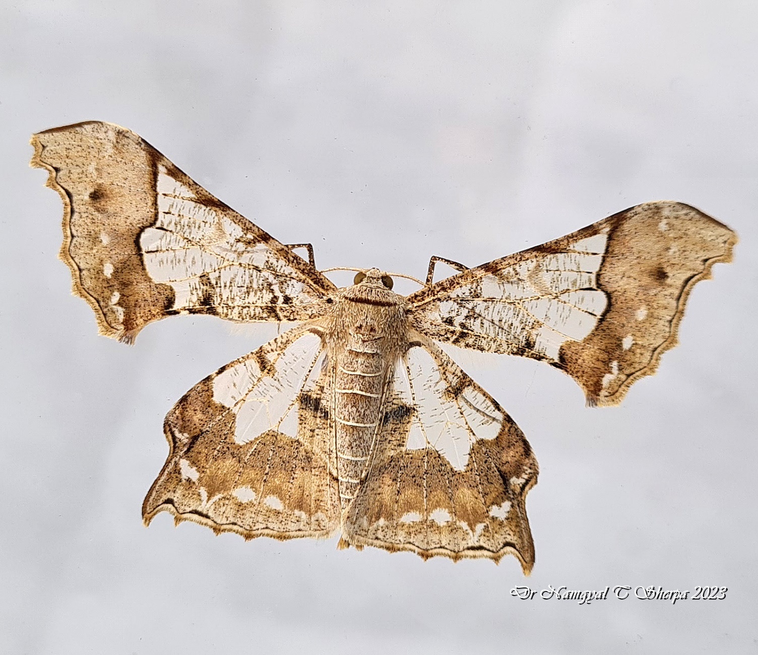 Krananda semihyalina Moore, 1868