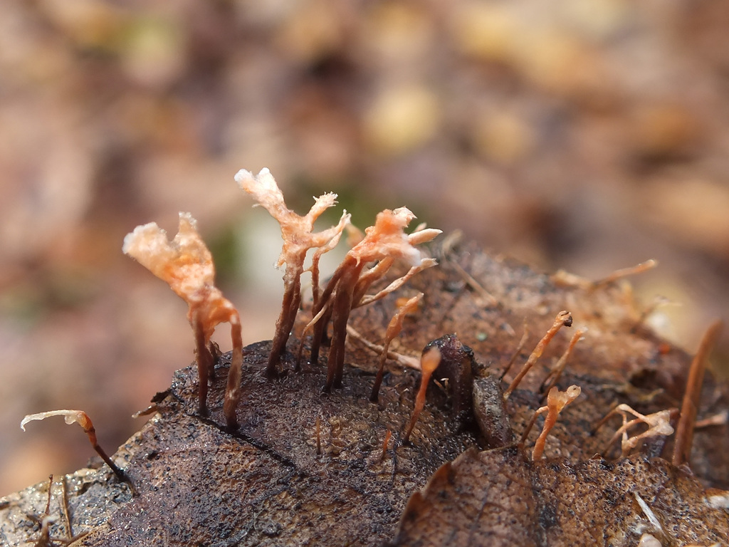 Anthina flammea from Красногорский р-н, Московская обл., Россия on ...