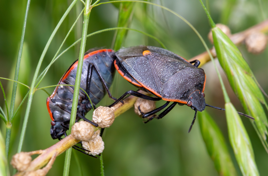 Conchuela Bug from North Central, Carrollton, TX, USA on May 16, 2023 ...