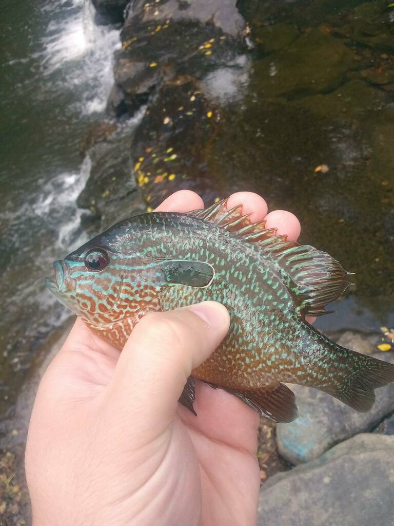 Longear Sunfish from Boyle Park, Little Rock, AR, USA on May 18, 2023 ...