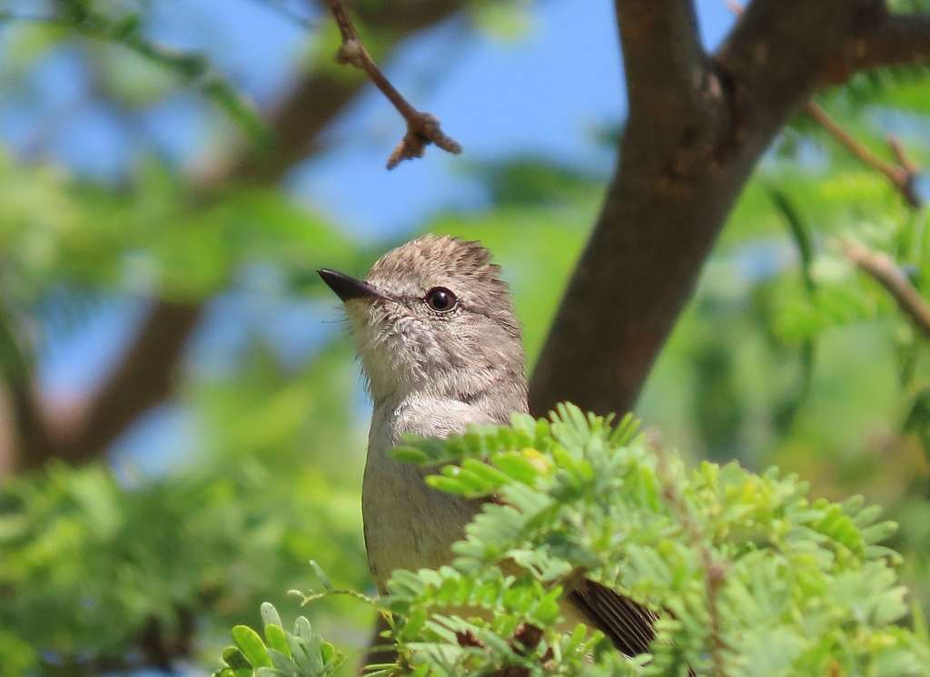 Northern Scrub-Flycatcher from Cerro El Morro, Lecheria, Anzoategui ...