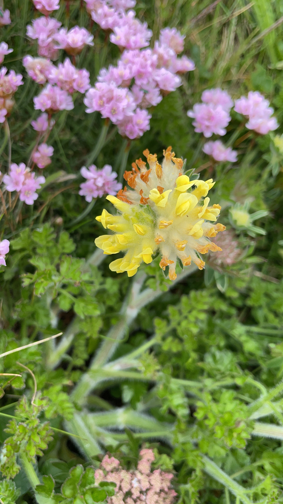 Common Kidney-Vetch from Newquay on 19 May, 2023 at 03:38 PM by ...