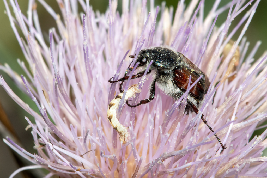 Bee-like Flower Scarab from Lewisville, TX, USA on May 17, 2023 at 02: ...
