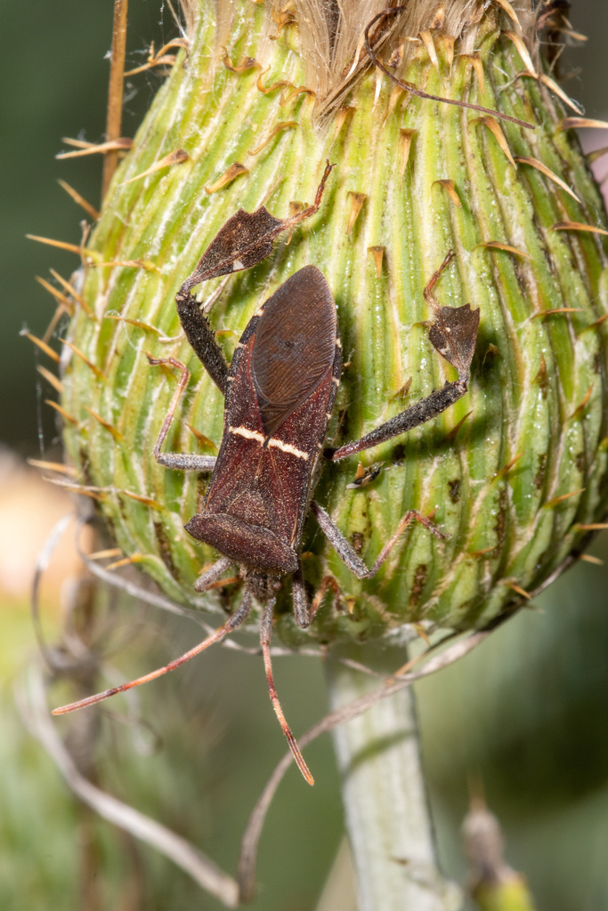 Eastern Leaf-footed Bug from Lewisville, TX, USA on May 17, 2023 at 02: ...