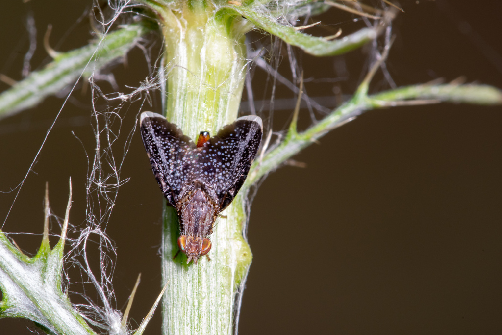 Eutreta noveboracensis from Lewisville, TX, USA on May 17, 2023 at 02: ...