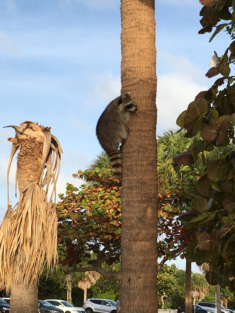 Common Raccoon from Bill Baggs State Rec Area, Key Biscayne, FL, US on ...