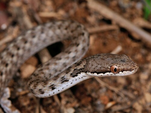 Seychelles Wolf Snake (Lycognathophis seychellensis) - Snakes and Lizards