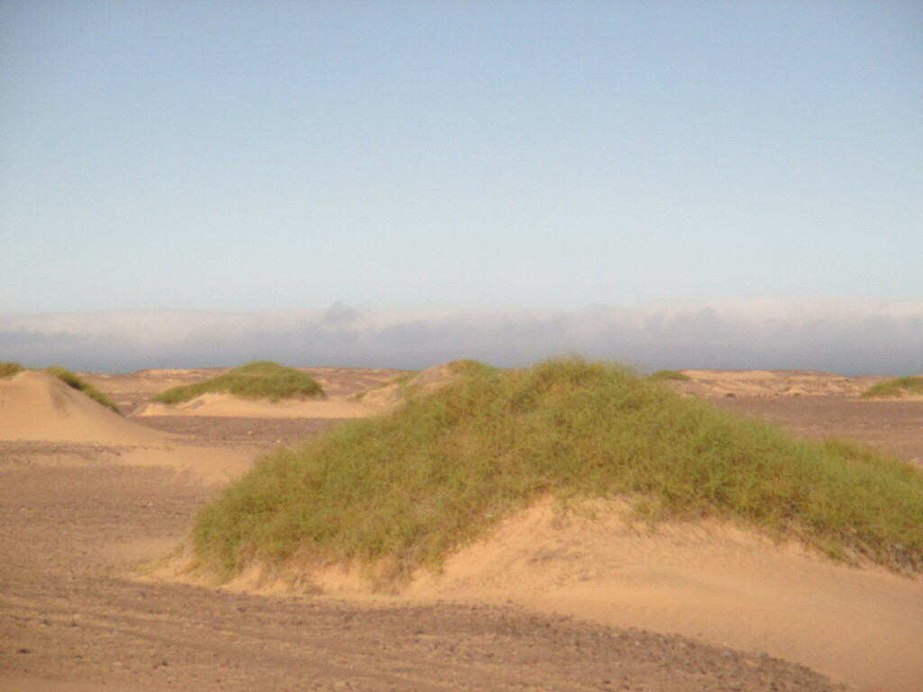 nara melon from Kunene Region, Namibia on May 8, 2023 at 10:21 AM by ...