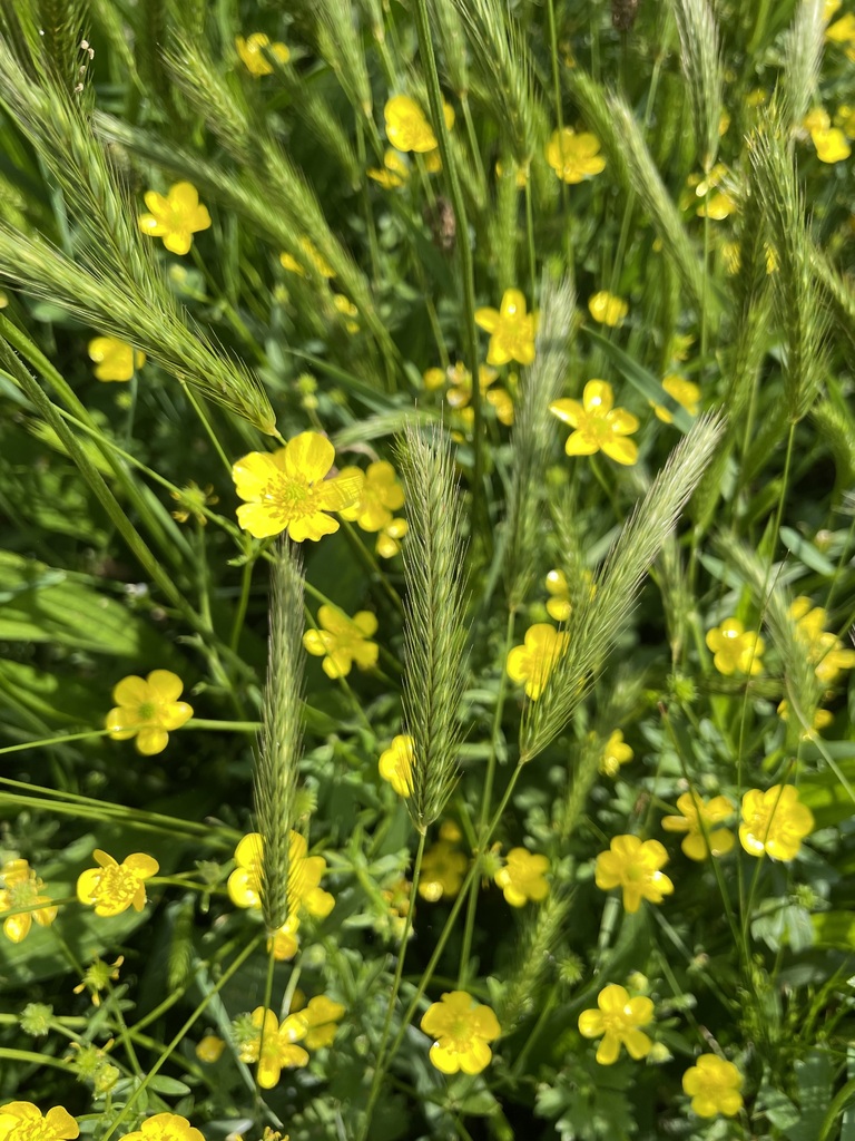 little barley in May 2023 by kwillard · iNaturalist