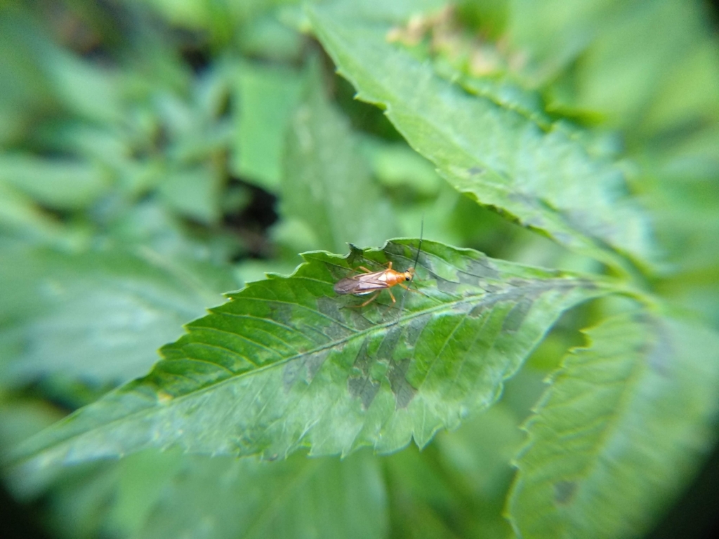 Pachypeltis from Taytay on January 07, 2021 at 04:36 PM by Wilhelm ...