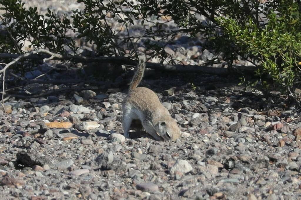 Spotted Ground Squirrel from Presidio, TX 79845, USA on May 17, 2023 at ...