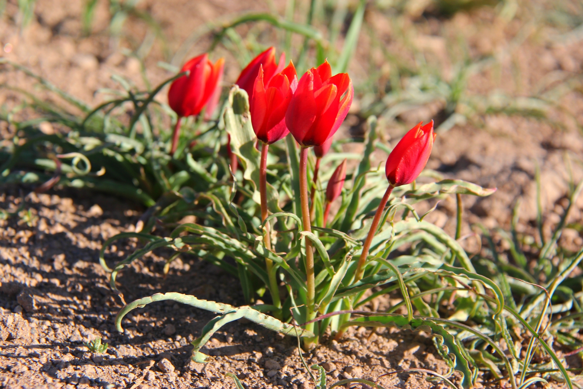 Tulipa montana Lindl.