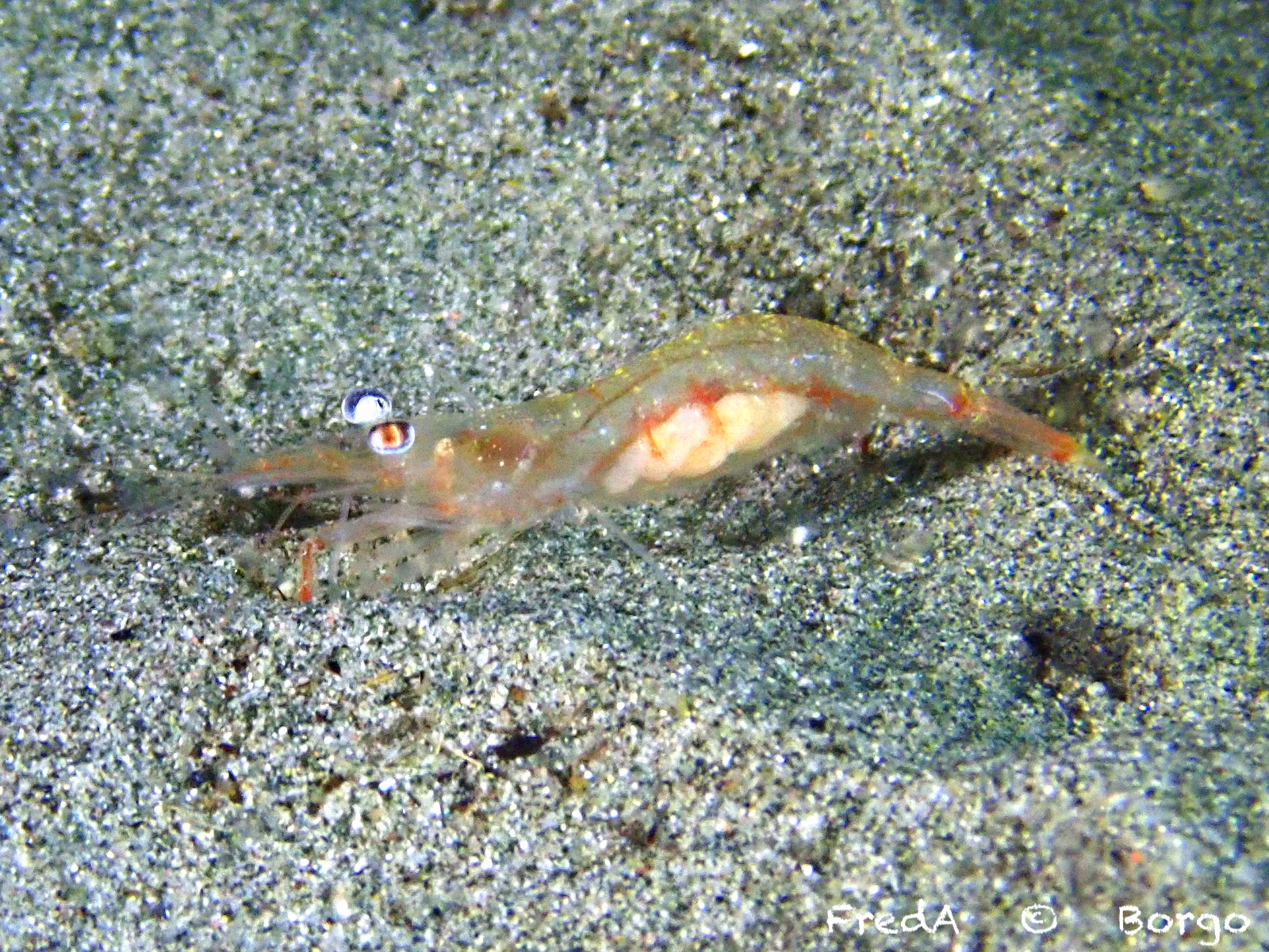 Processa modica Williamson, 1979