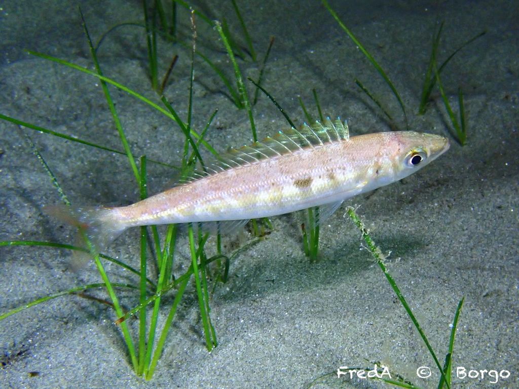 Picarel (Spicara smaris) - Marine Life Identification