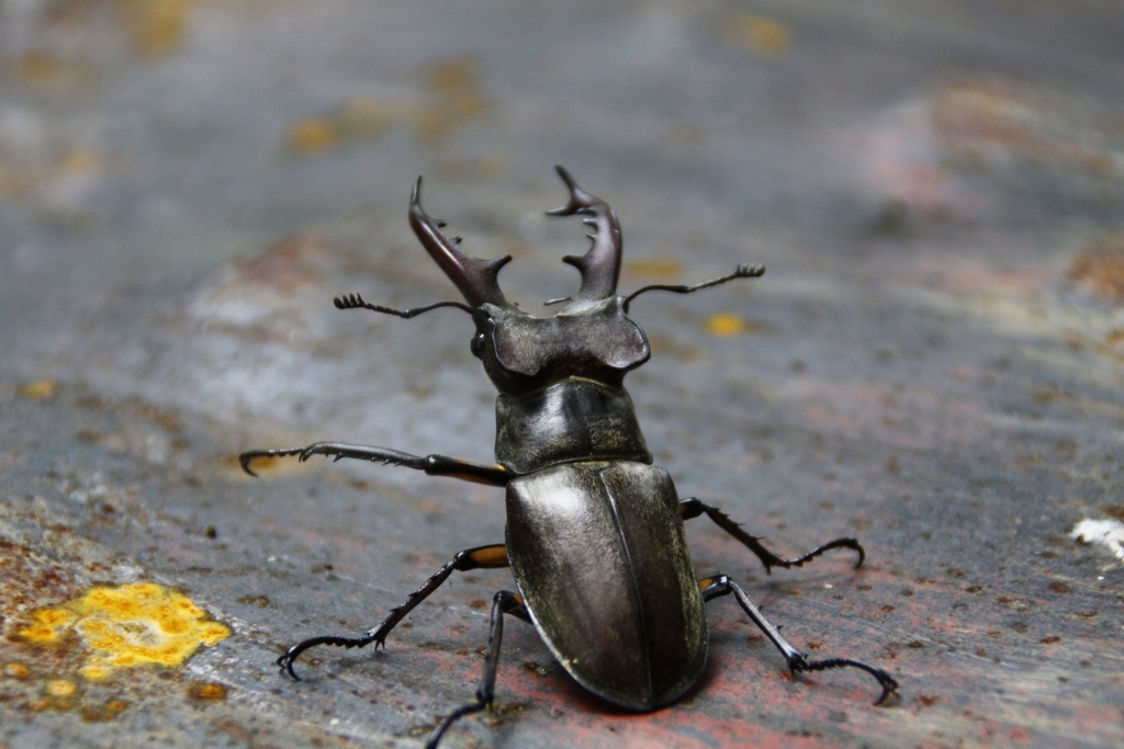 Lucanus dybowski from Хабаровский край, Россия, 682909 on July 27, 2019 ...