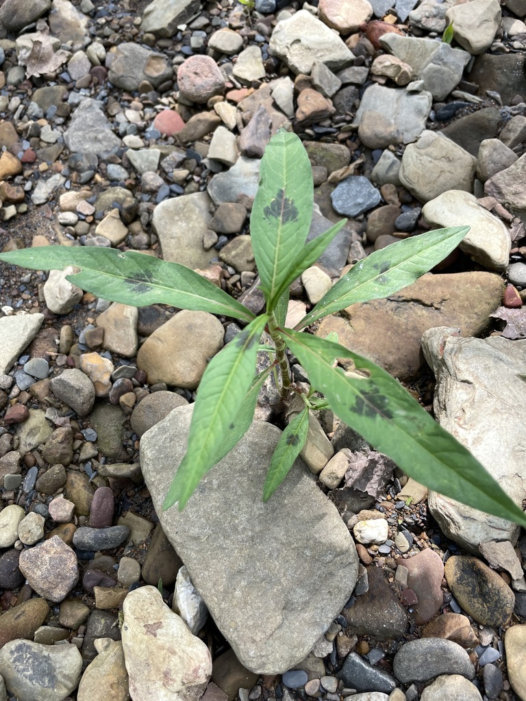 pale smartweed in May 2023 by kwillard · iNaturalist