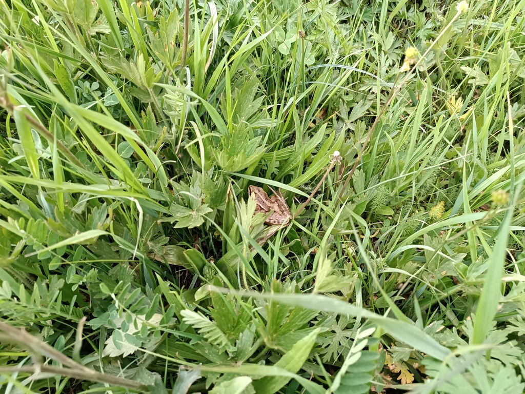 Taurus Frog from Oshnaviyeh, IR-WA, IR on May 19, 2023 at 05:25 PM by ...