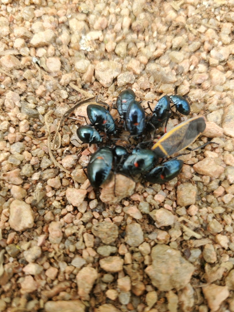 California Bordered Plant Bug in May 2023 by Agnes McGuillicutty ...