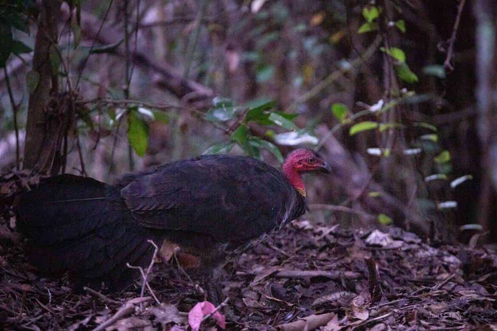 Australian Brushturkey from Gold Coast QLD, Australia on February 15 ...