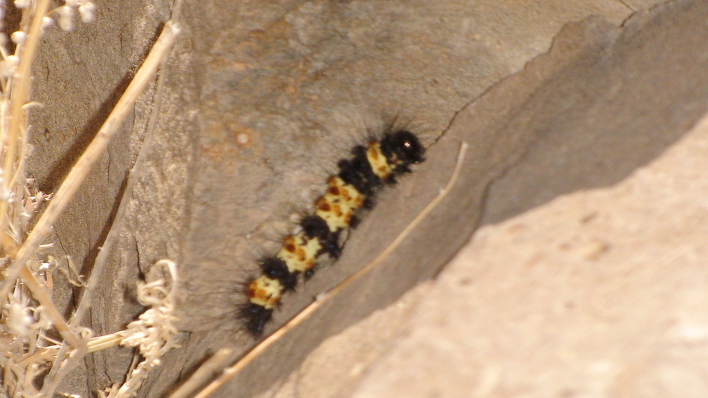 Northern Giant Flag Moth from Cabezon Peak, NM on March 18, 2009 by ...