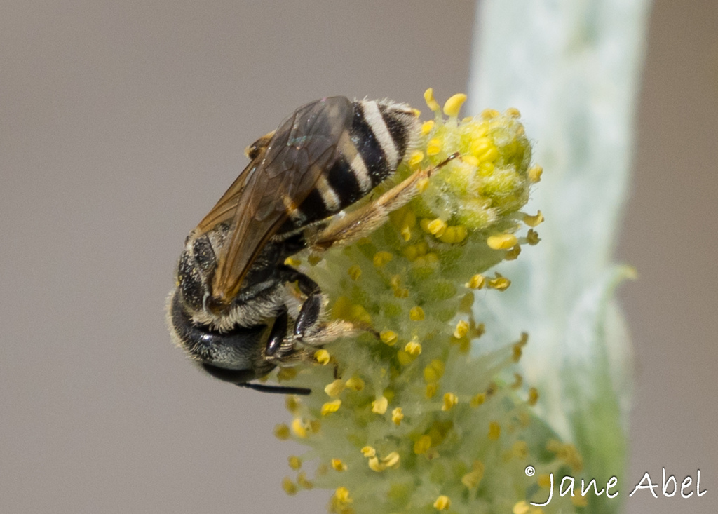 Ligated Furrow Bee from Richland, WA, USA on May 15, 2023 at 01:42 PM ...