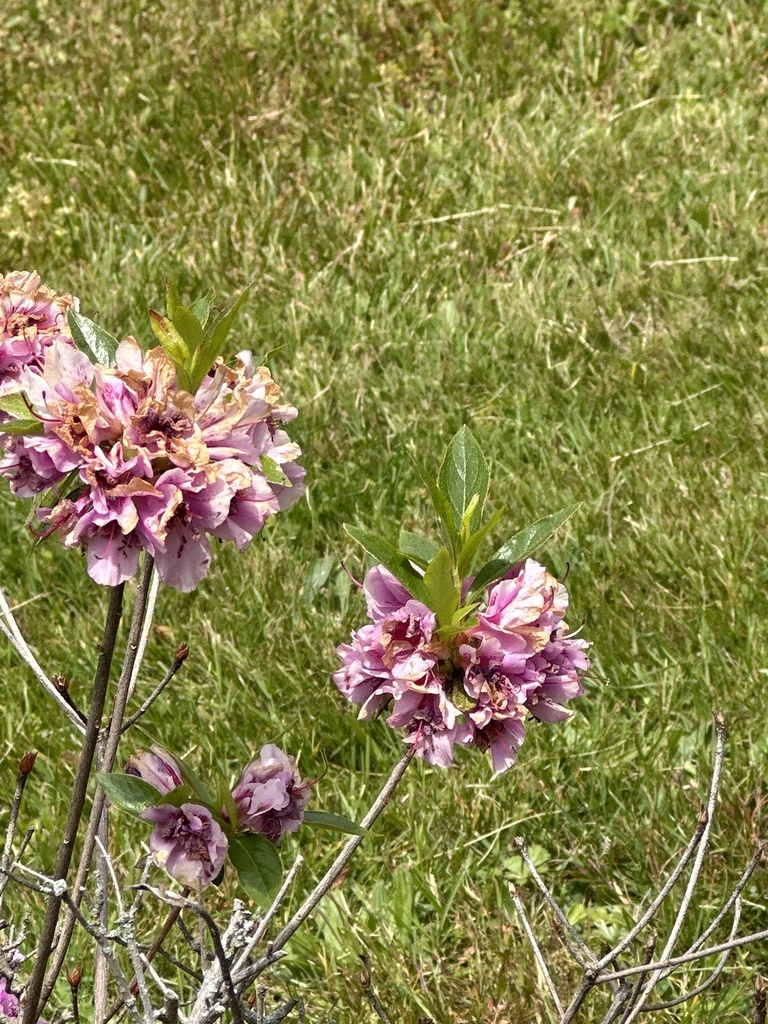 Old Fashioned Weigela from Clarkstown High School North, New City, NY ...