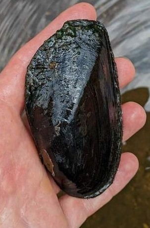 Elliptio dariensis · iNaturalist Mexico