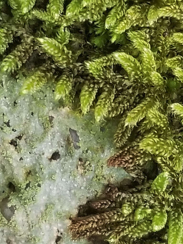 spoon-leaved moss (Bryoandersonia illecebra) - Botanical Realm